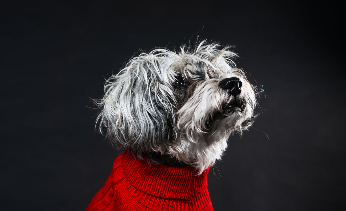 yourhappydogs